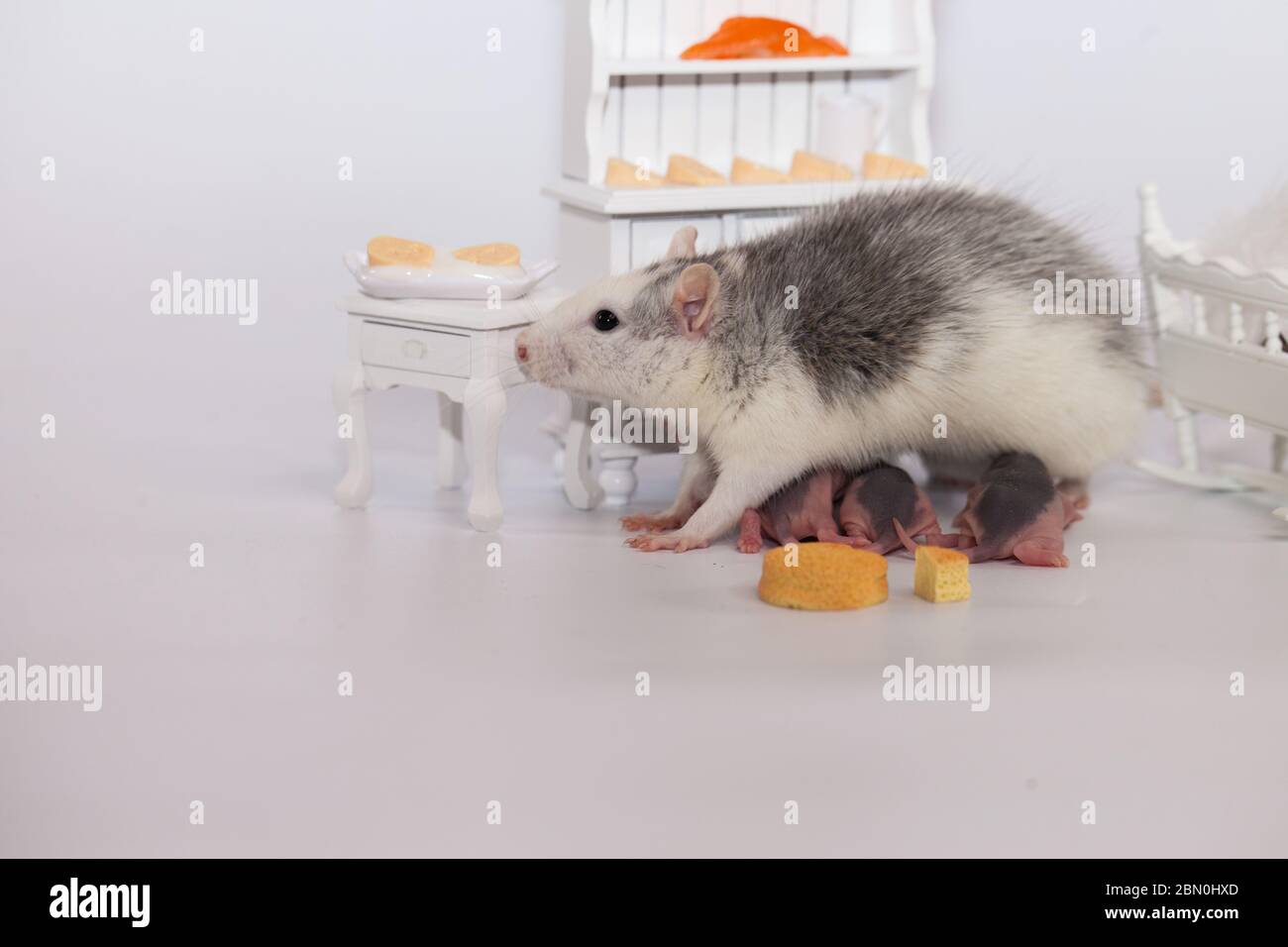 Virus isolation concept. Rat mom and her little bald children in a ...