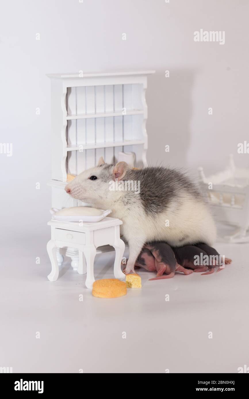 Virus isolation concept. Rat mom and her little bald children in a ...