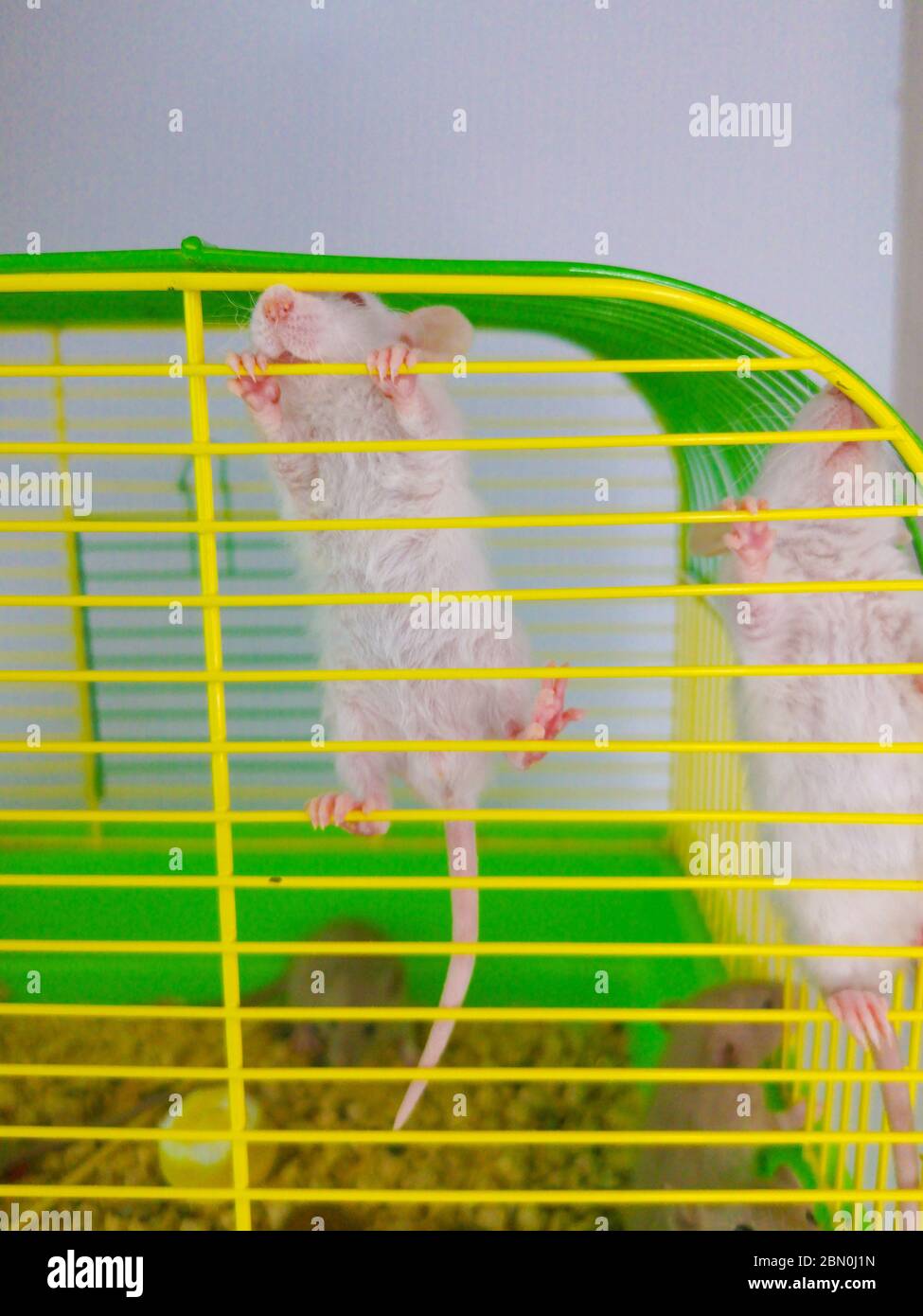 self isolation concept. Rats in a cage Stock Photo - Alamy