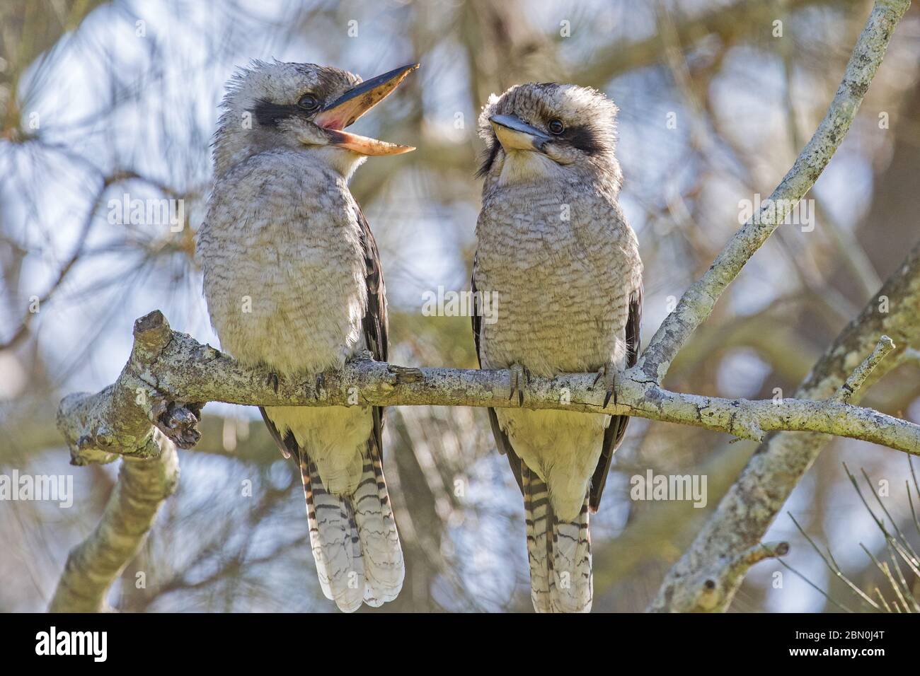 Kookaburra pair hi-res stock photography and images - Alamy