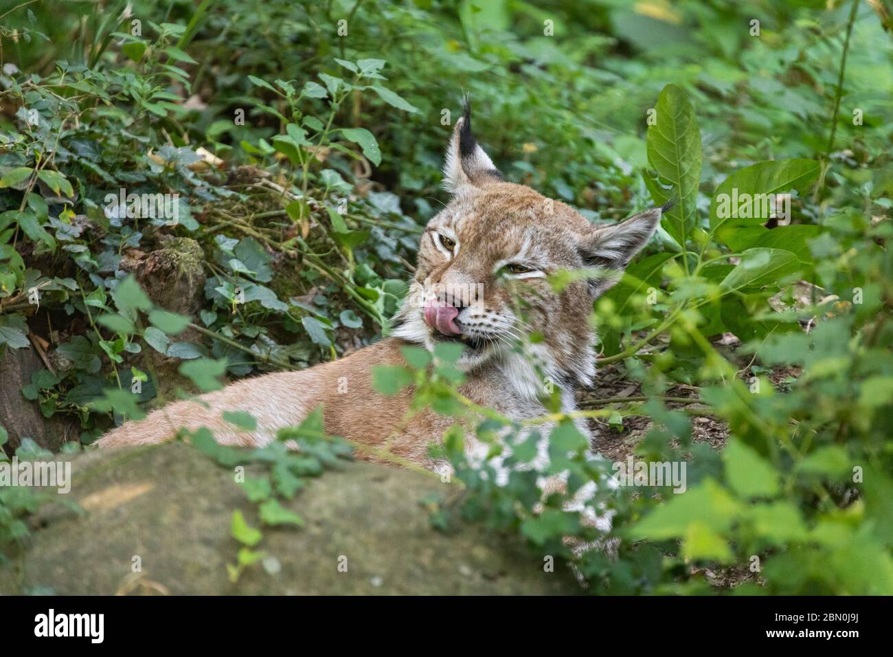 Lynx portrait photo hi-res stock photography and images - Alamy