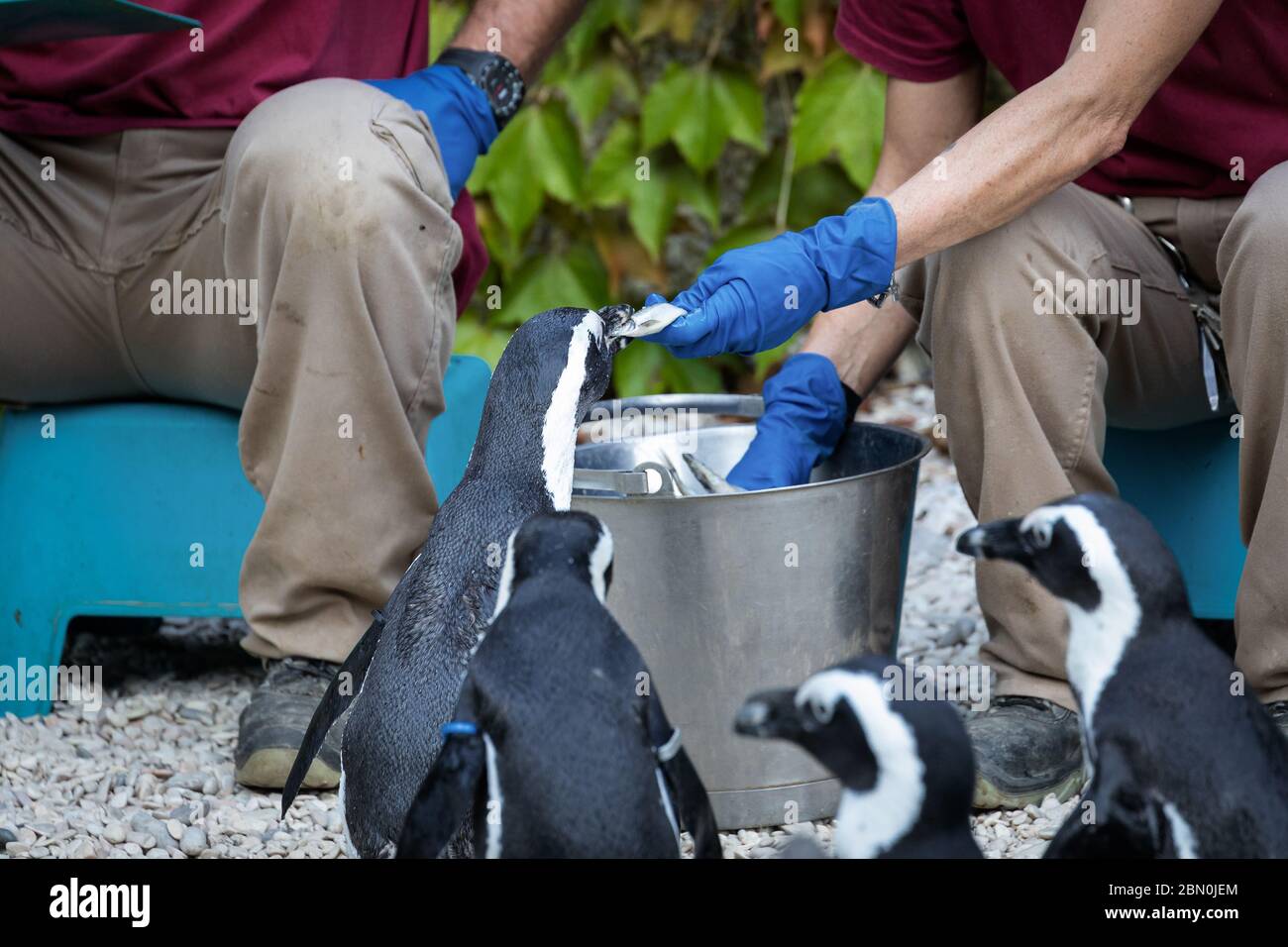 Penguins on their Lunch Break Stock Photo - Alamy