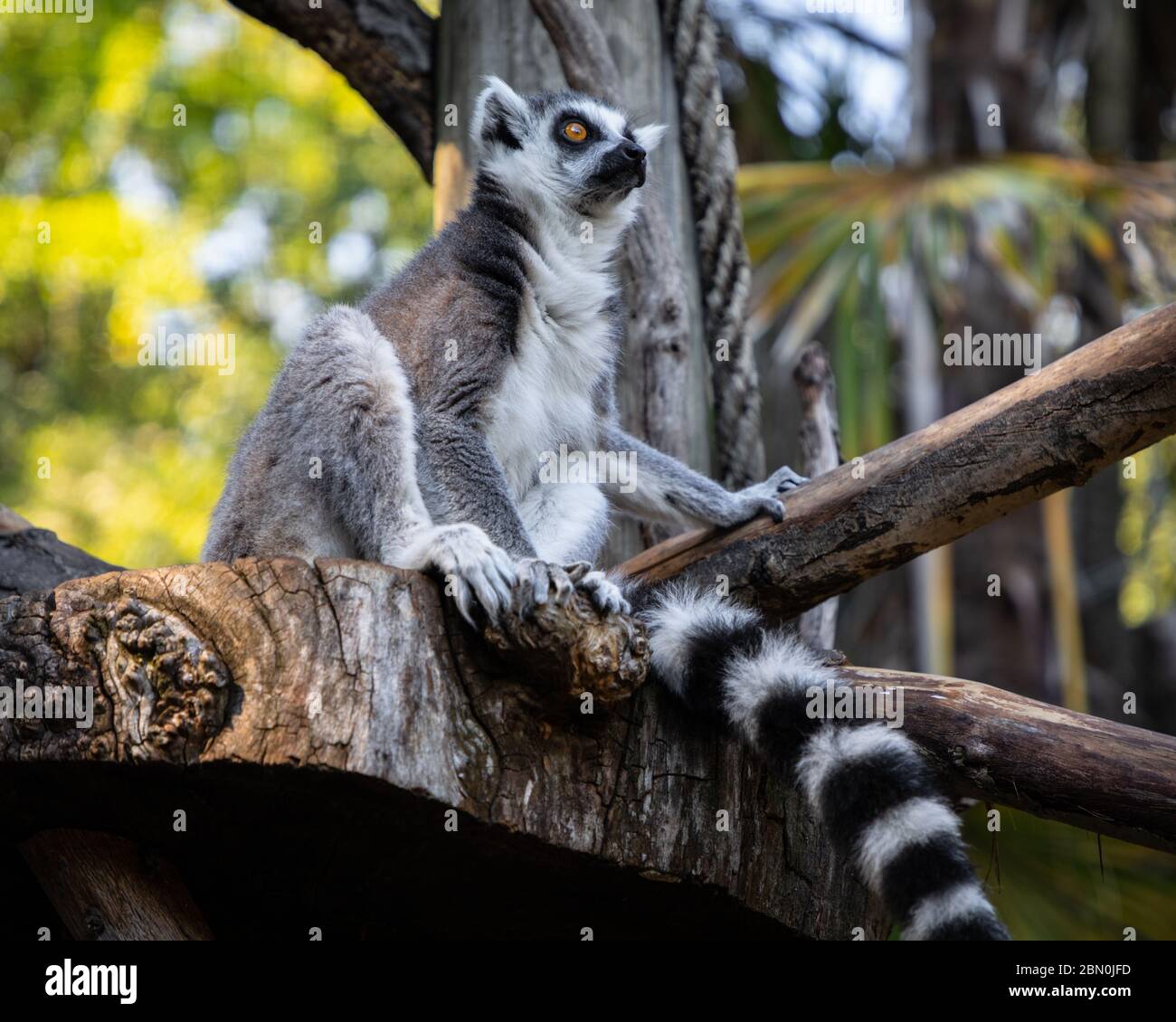 Zoo captivity wild lemur hi-res stock photography and images - Alamy