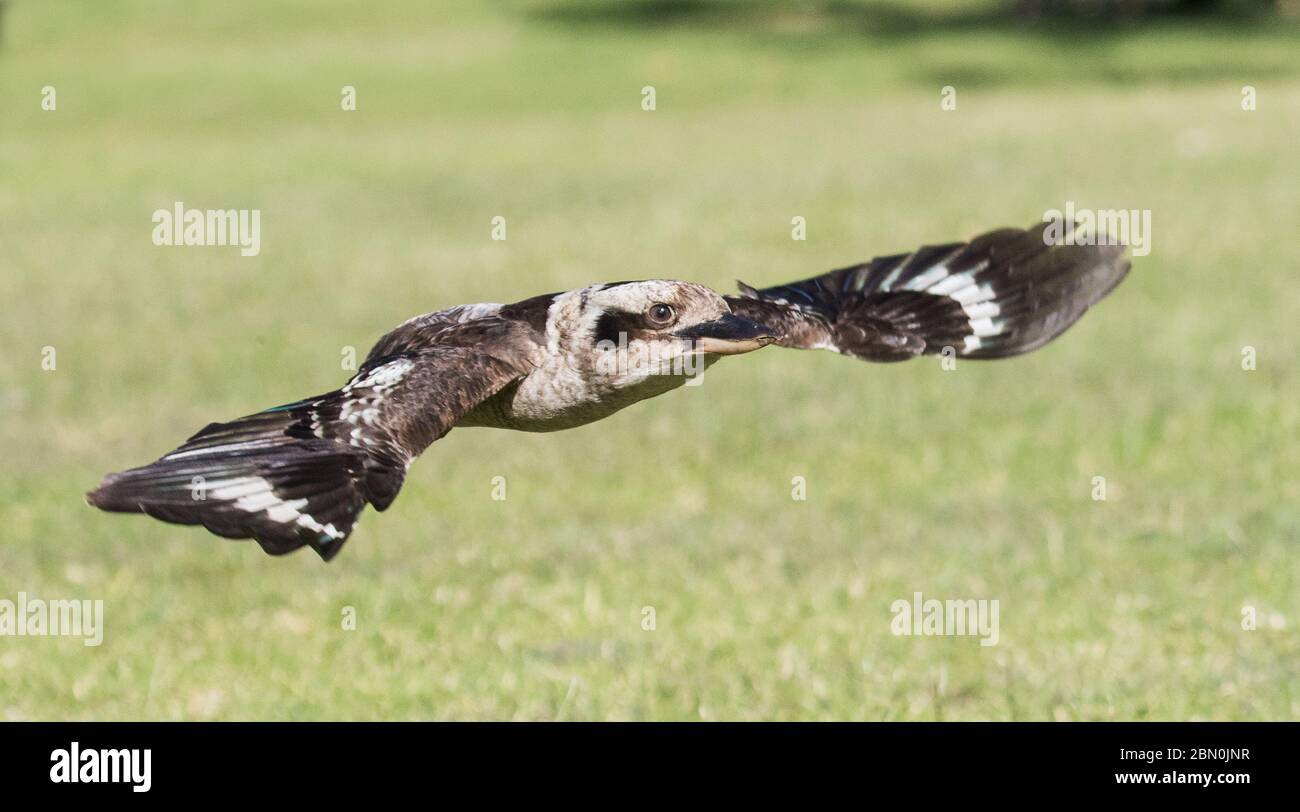 Kookaburra flying hi-res stock photography and images - Alamy