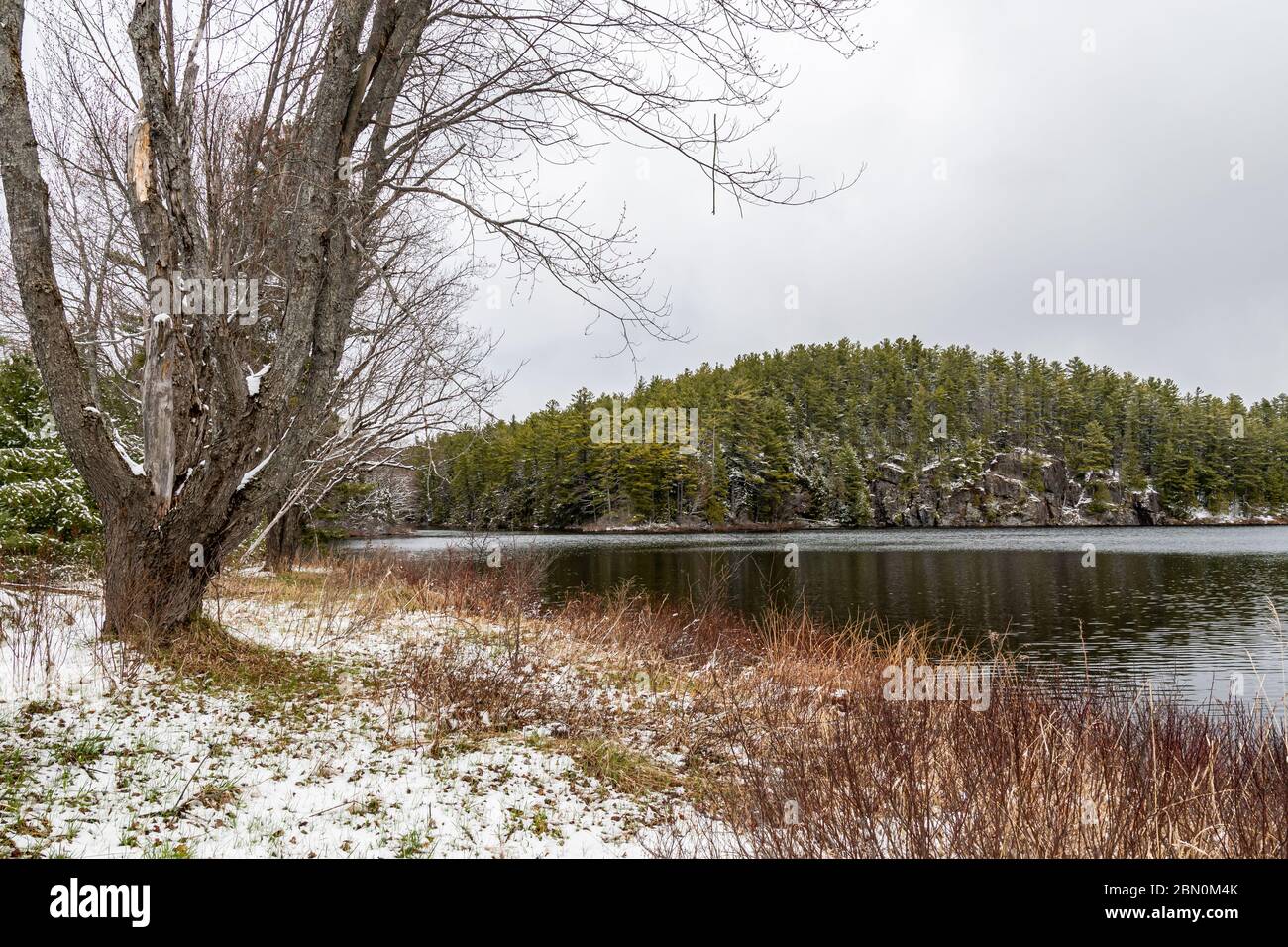 Winter scene of lake, snow covered forest and big tree Stock Photo - Alamy