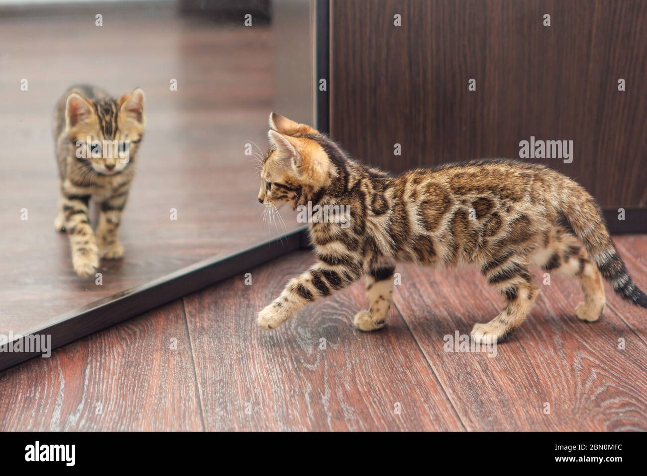 Cute curious bengal kitten looking into the mirror Stock Photo - Alamy