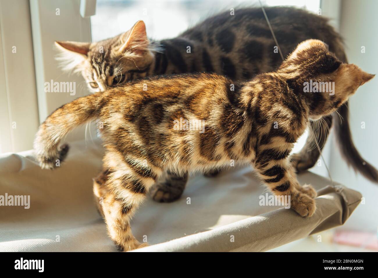 Gold Bengal Kitten