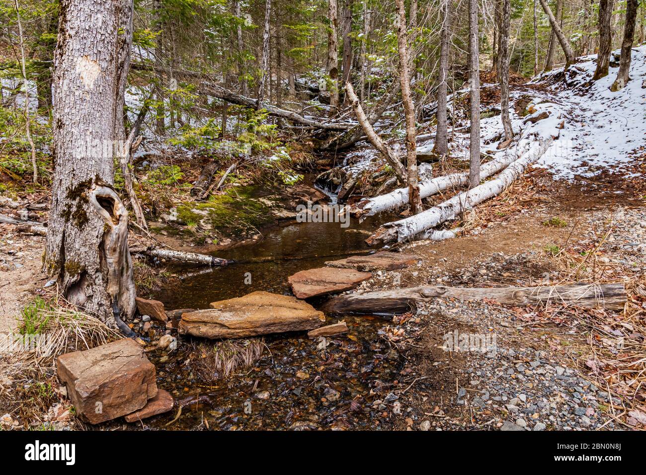 Canadian Forest i winter Stock Photo - Alamy