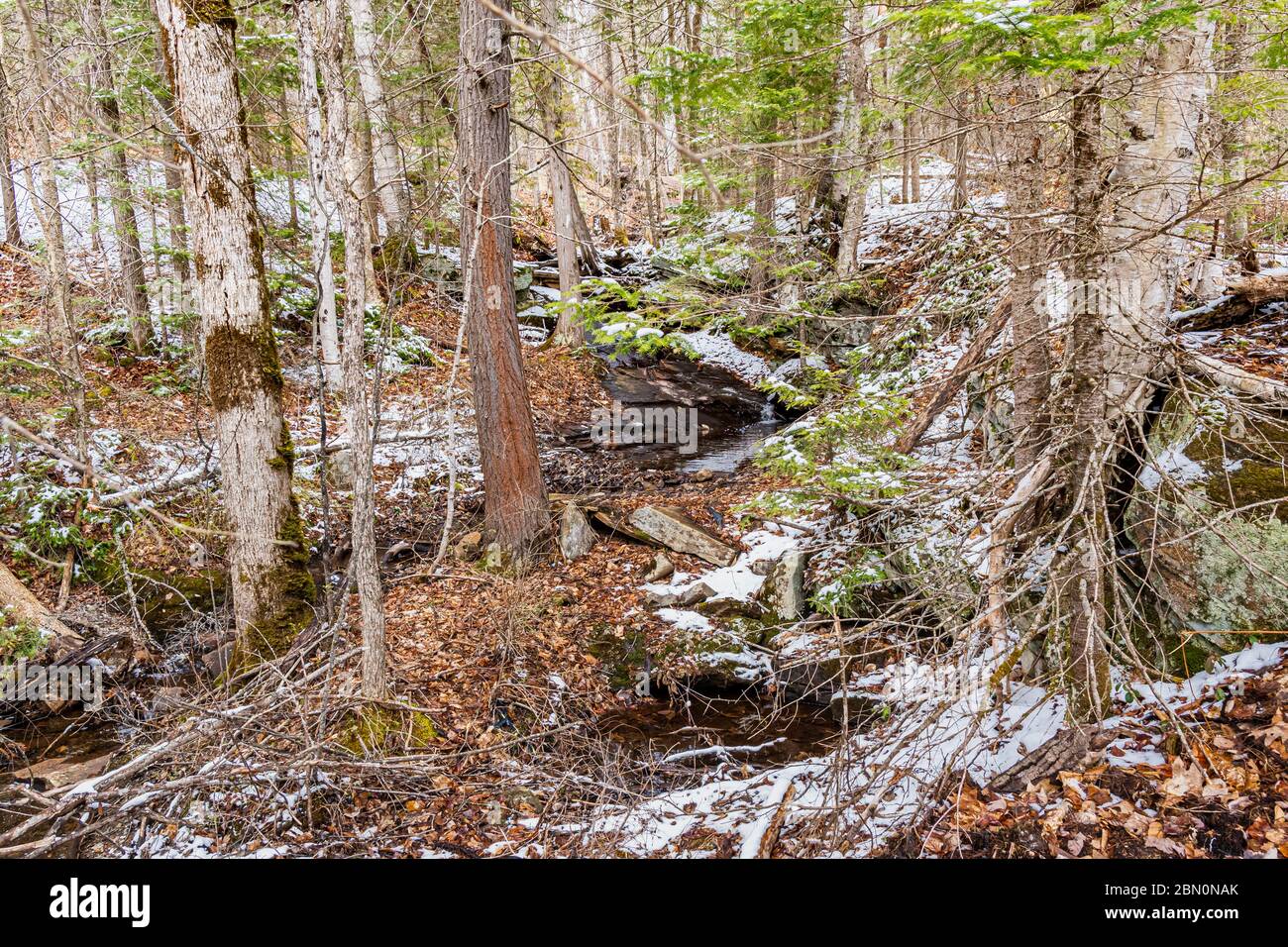 Canadian Forest i winter Stock Photo - Alamy