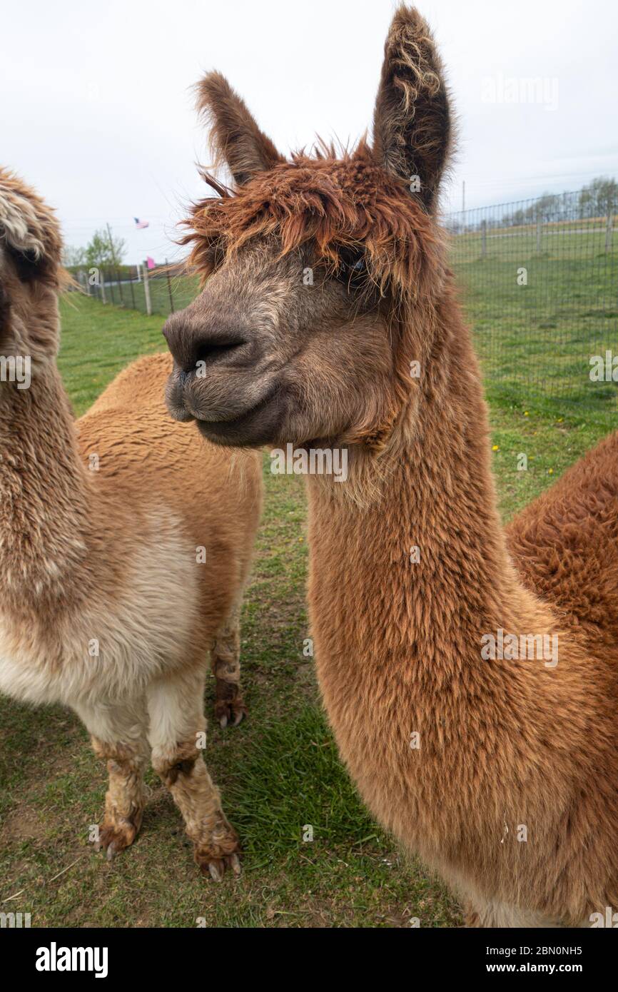 Friendly alpacas on an alpaca farm in southwest Pennsylvania, USA Stock ...
