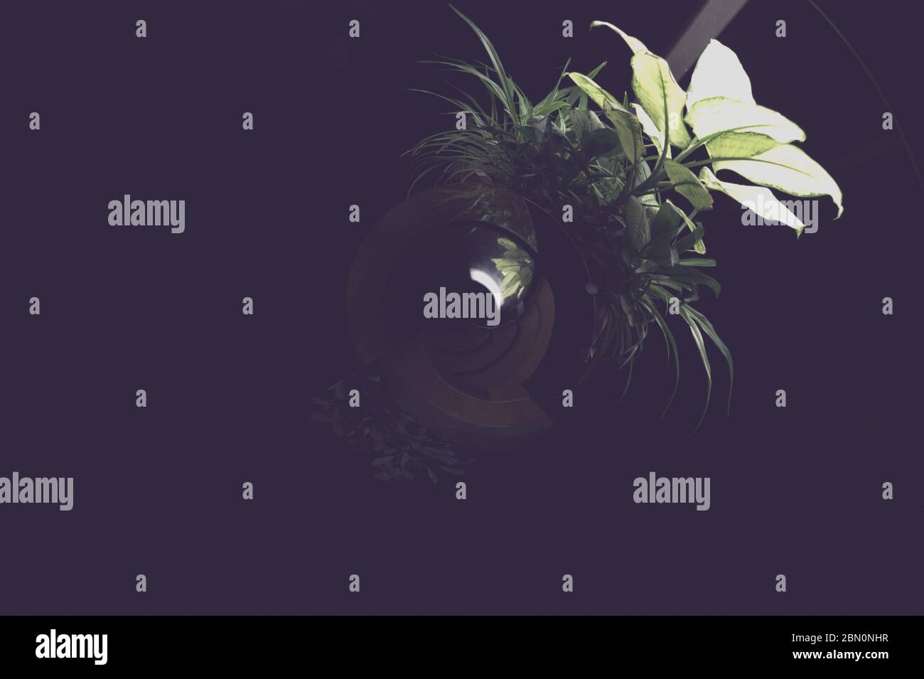 Concept affect of Little planet floral transformation of spherical ...