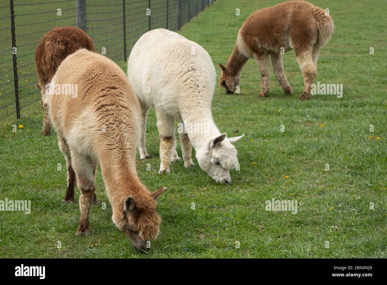 Friendly alpacas on an alpaca farm in southwest Pennsylvania, USA Stock ...