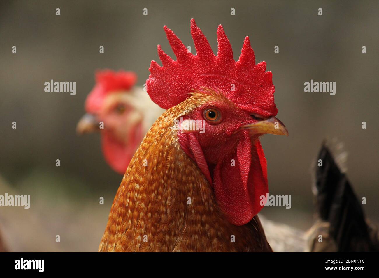 Beautiful rooster hi-res stock photography and images - Alamy