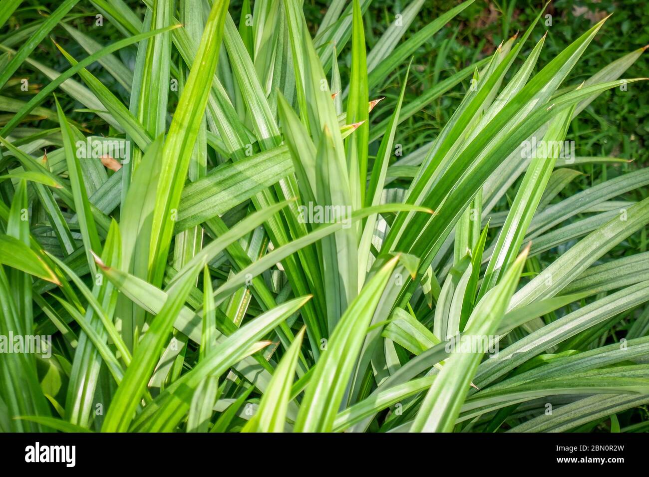 Pandan tree (Pandanus amaryllifolius) in garden with sunlight Stock ...