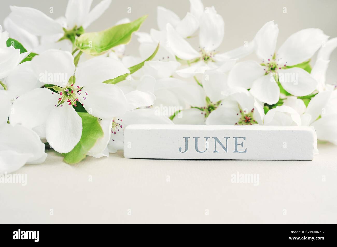 June Flowers Of The Month