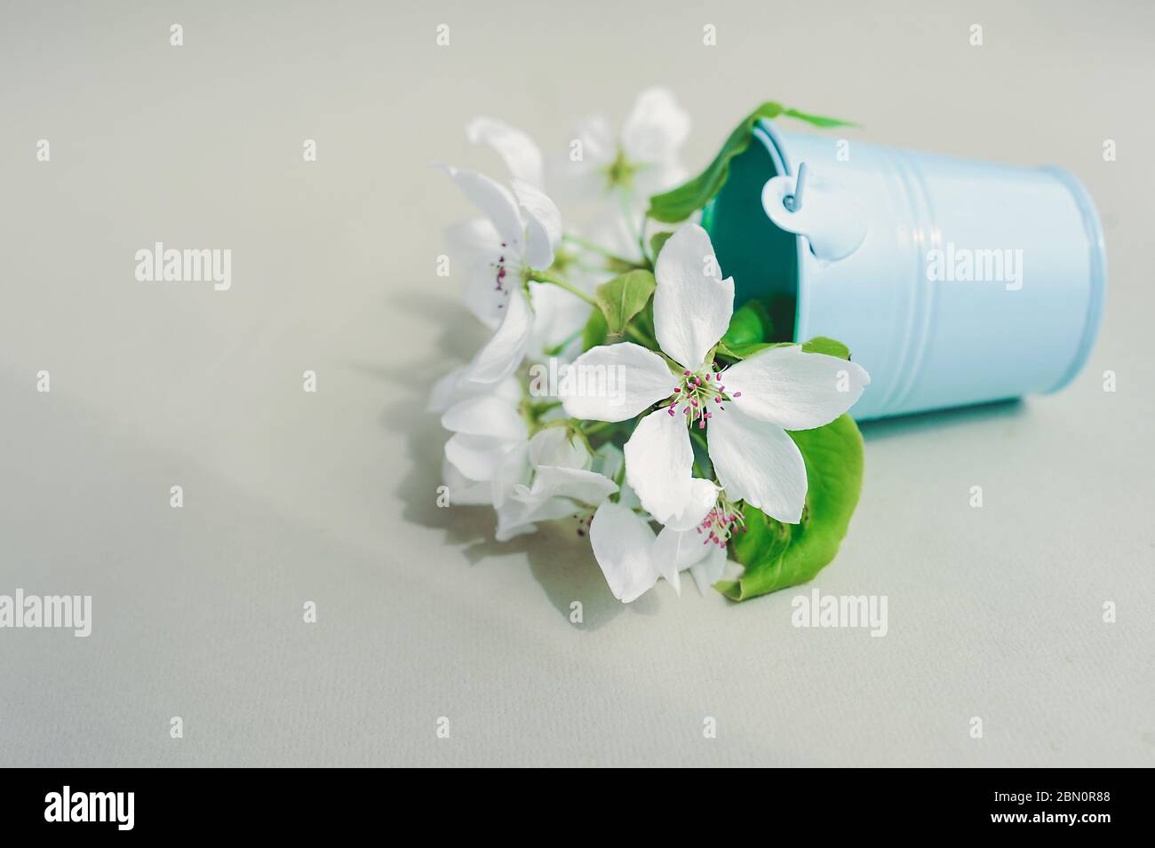 bouquet of white fresh lush spring pear flowers with large green leaves ...