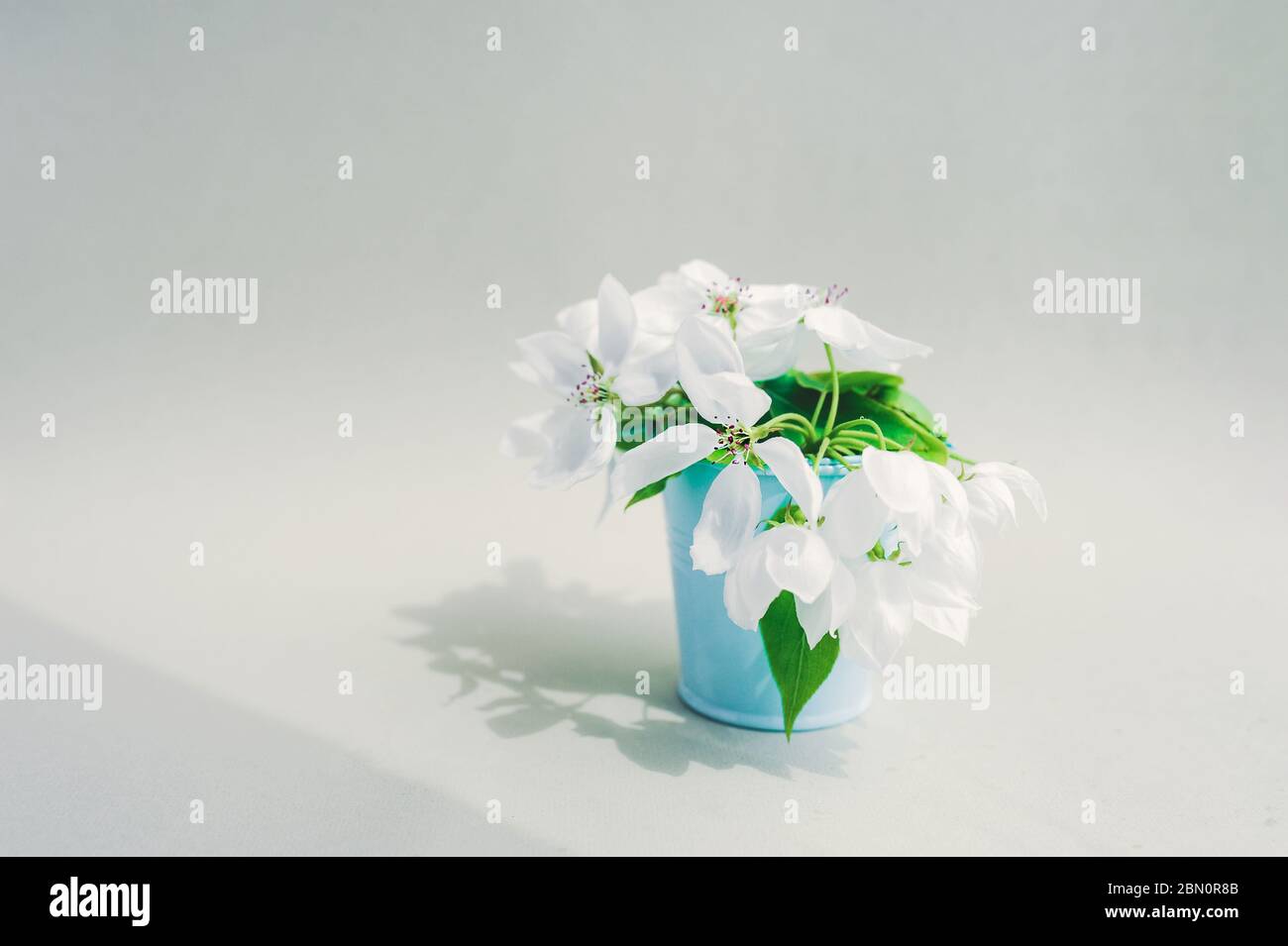 bouquet of white fresh lush spring pear flowers with large green leaves ...