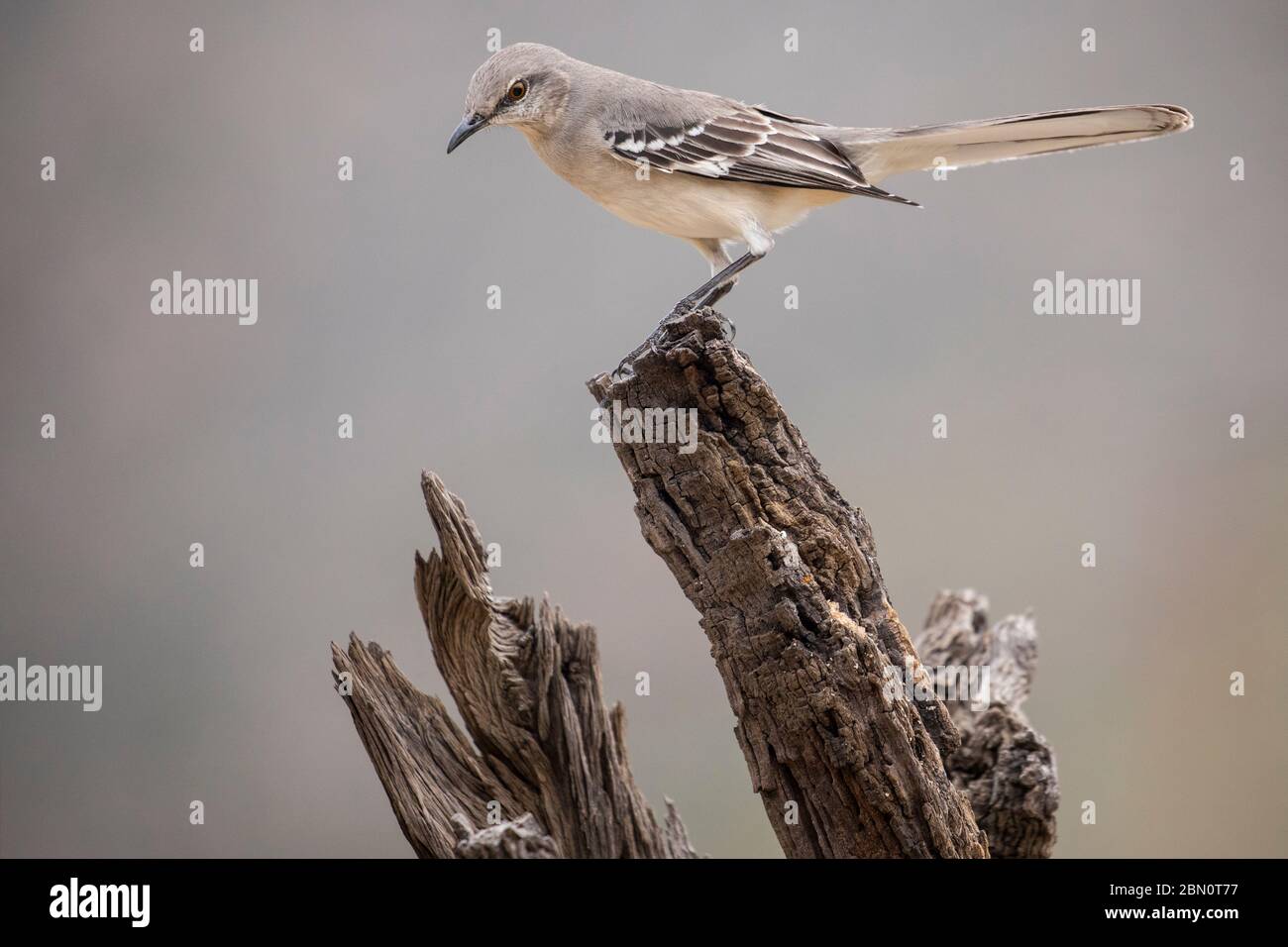 Northern Mockingbird, Tortolita Mountains, Marana, near Tucson, Arizona ...