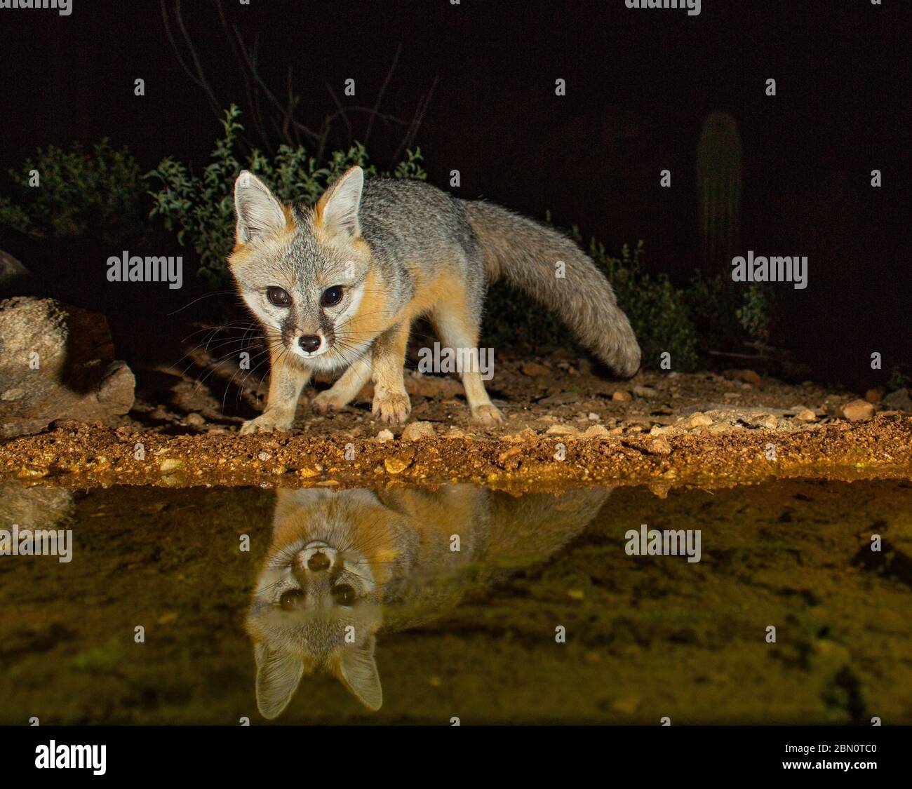 Grey fox arizona hi-res stock photography and images - Alamy