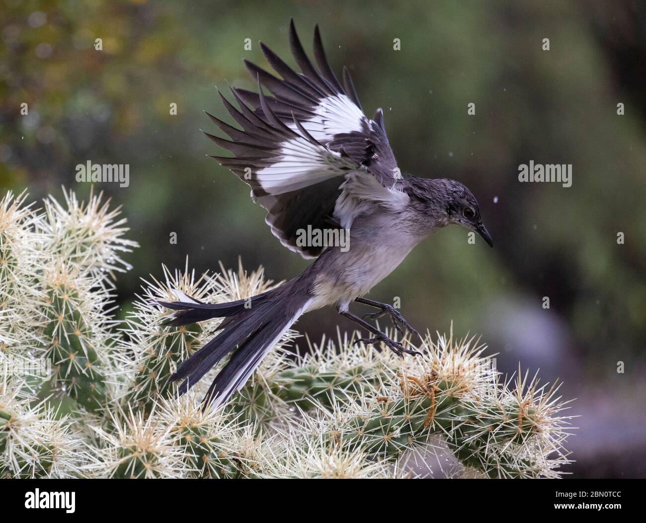 Northern Mockingbird Flight High Resolution Stock Photography and ...