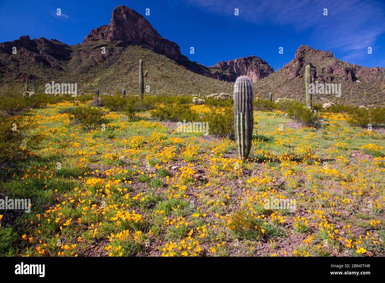 Poppies at Picacho Peak State Park, near Tucson, Arizona Stock Photo ...