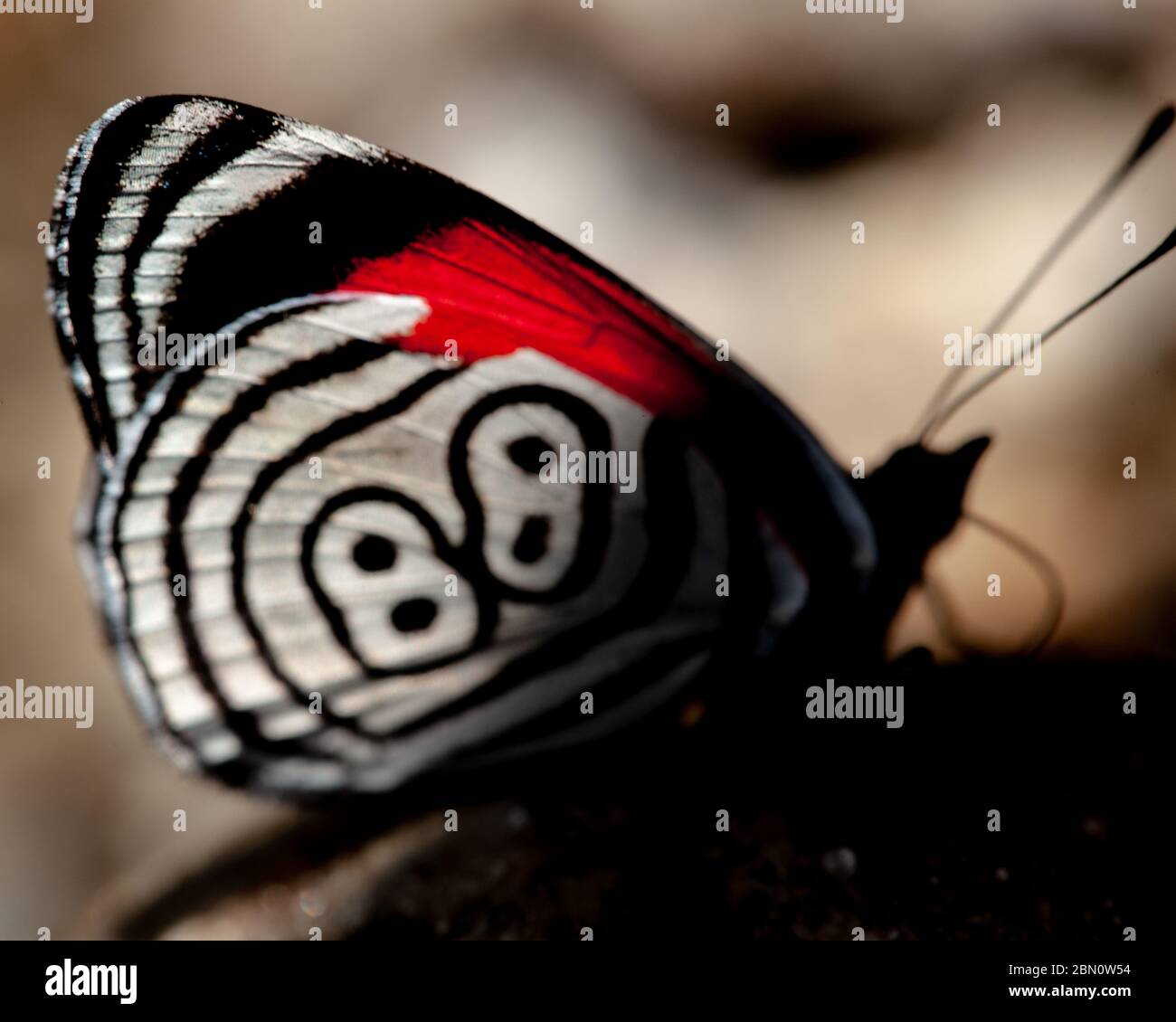 Beautiful butterfly diaethria also called 88 Stock Photo - Alamy