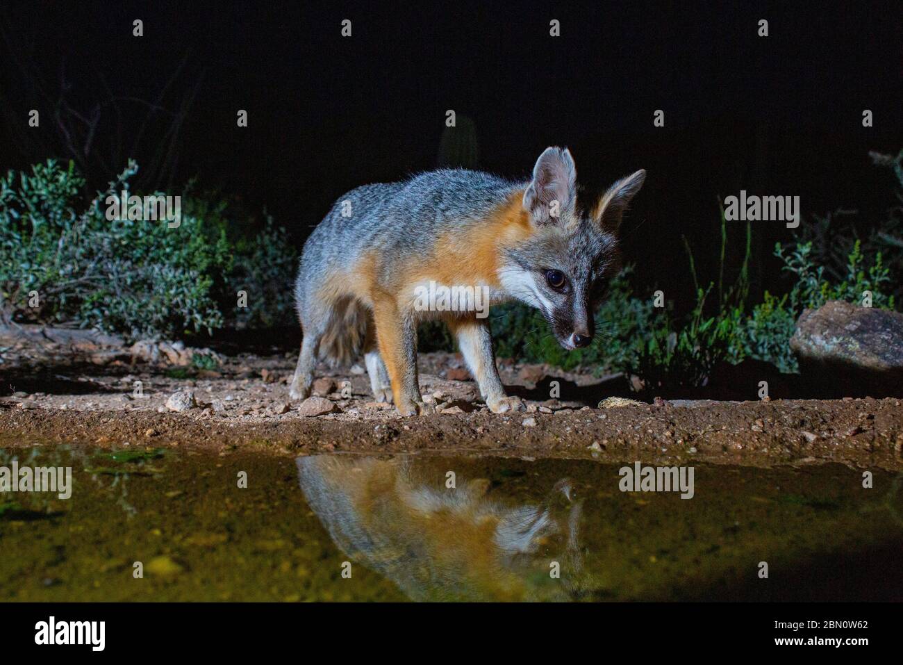 Gray Fox, Tortolita Mountains, Marana, near Tucson, Arizona Stock Photo ...