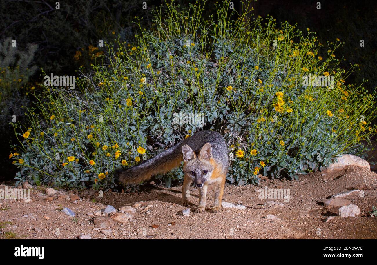 Grey fox arizona hi-res stock photography and images - Alamy