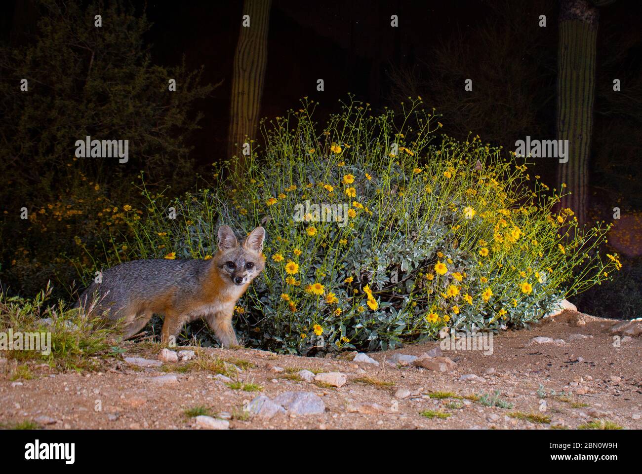 Gray Fox, Tortolita Mountains, Marana, near Tucson, Arizona Stock Photo ...