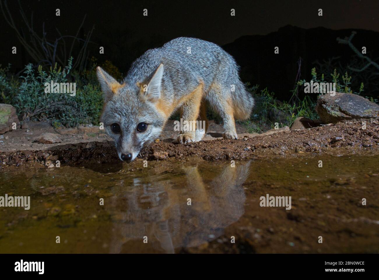 Gray Fox, Tortolita Mountains, Marana, near Tucson, Arizona Stock Photo ...
