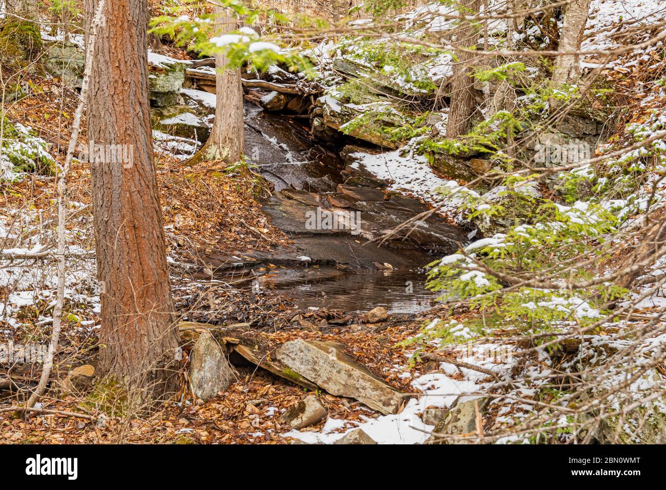 Canadian Forest in winter Stock Photo - Alamy
