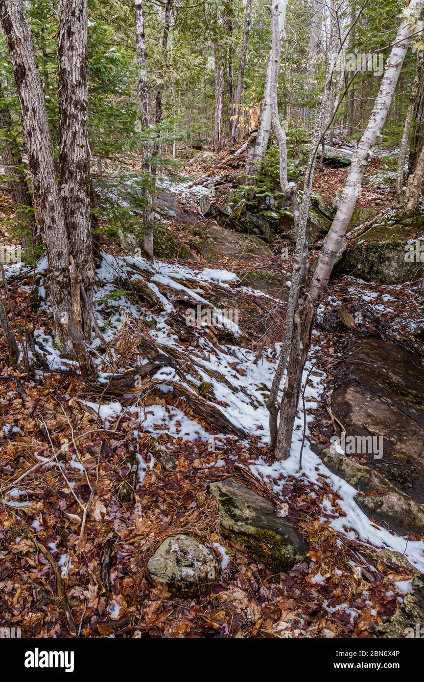 Canadian Forest in winter Stock Photo - Alamy