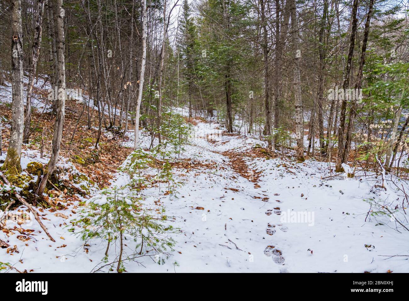 Canadian Forest in winter Stock Photo - Alamy