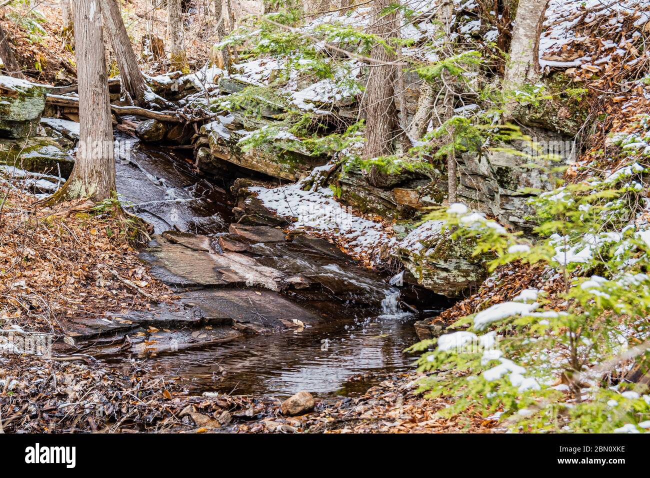 Canadian Forest in winter Stock Photo - Alamy