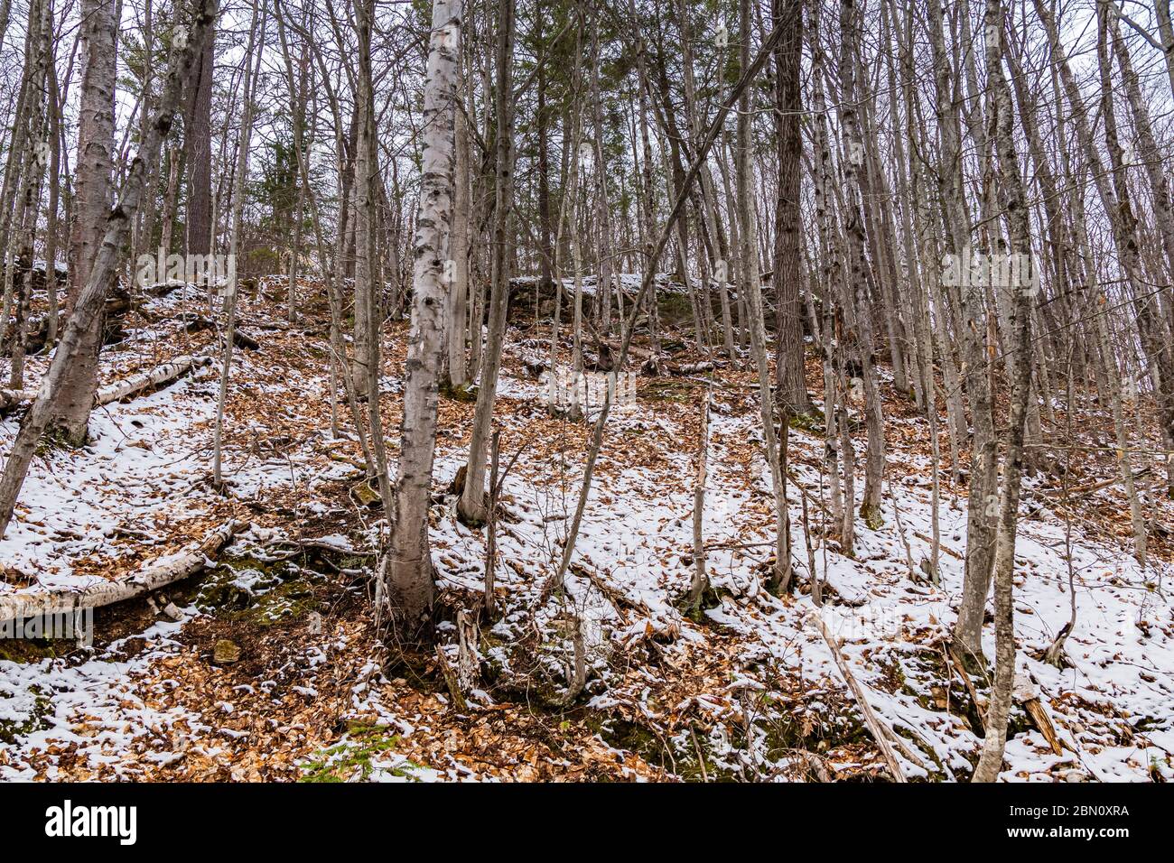Canadian Forest in winter Stock Photo - Alamy