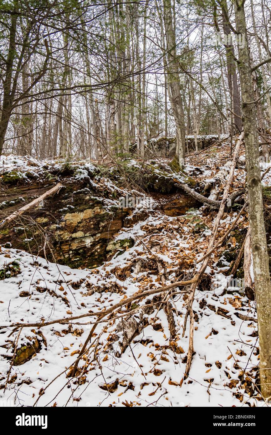 Canadian Forest in winter Stock Photo - Alamy