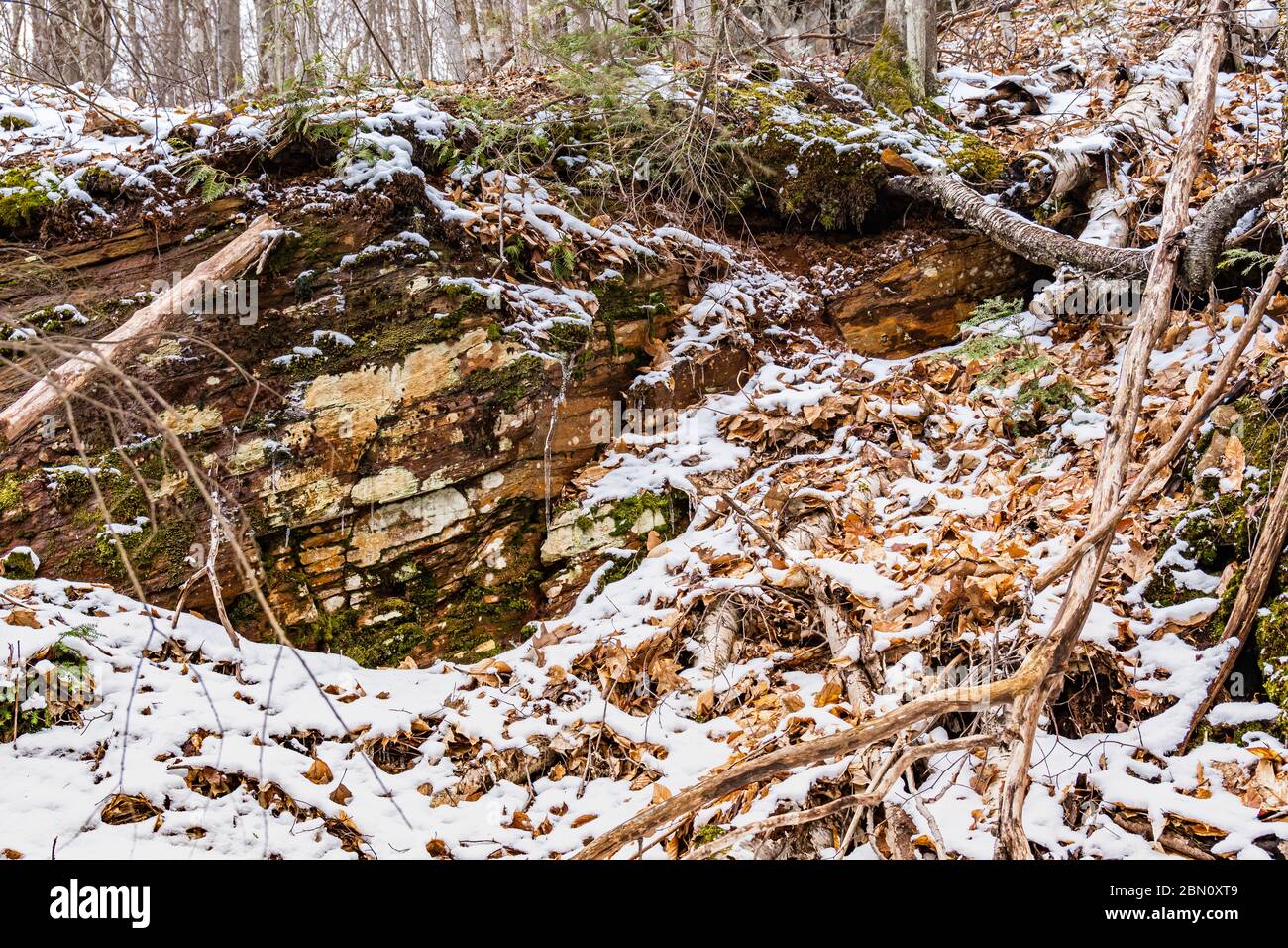 Canadian Forest in winter Stock Photo - Alamy