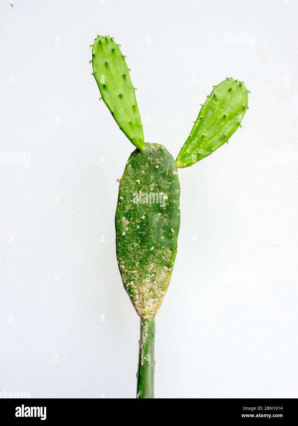 Green fresh cactus isolated on white wall background, vertical style ...