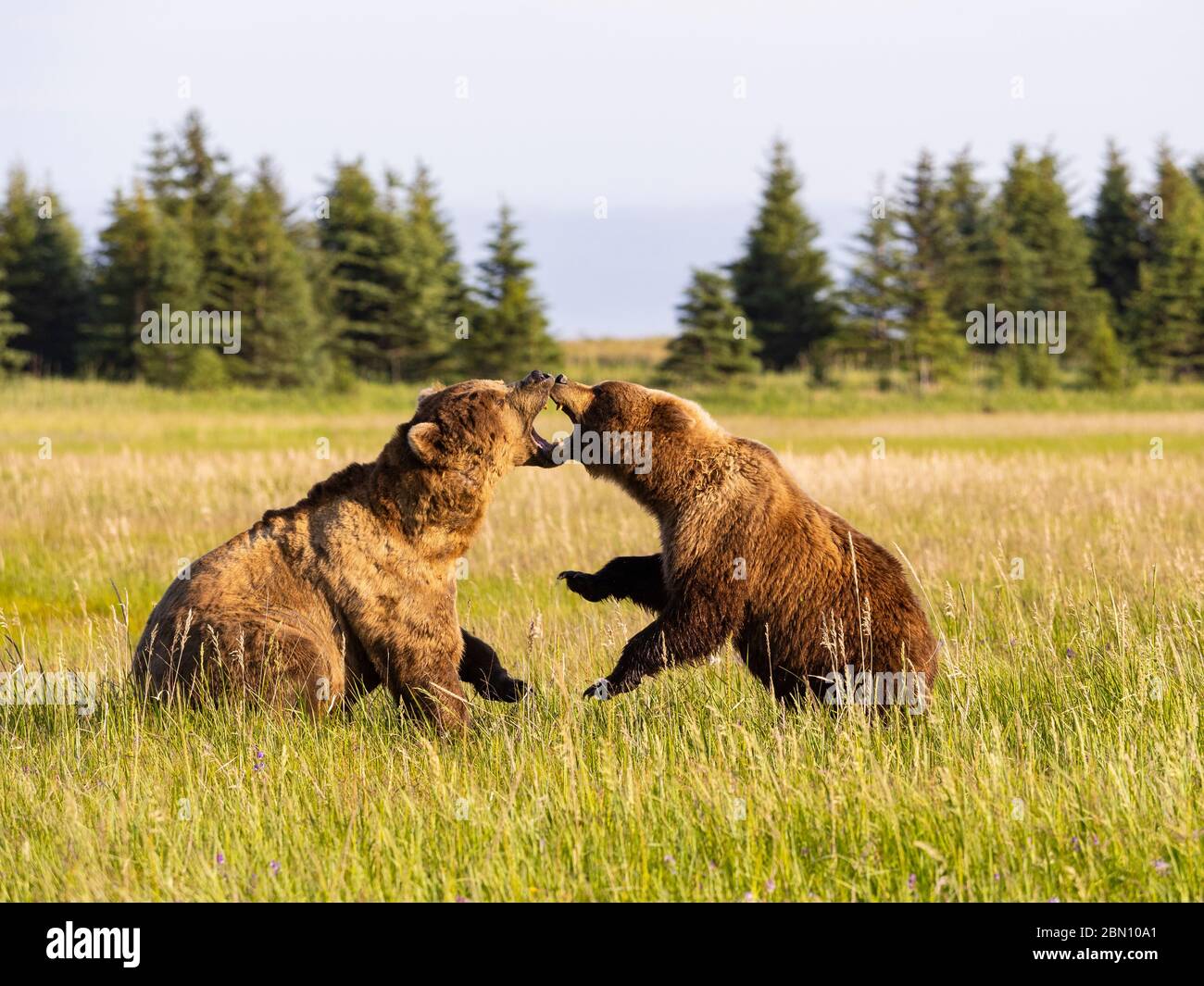 Brown / Grizzly Bear, Lake Clark National Park, Alaska Stock Photo - Alamy