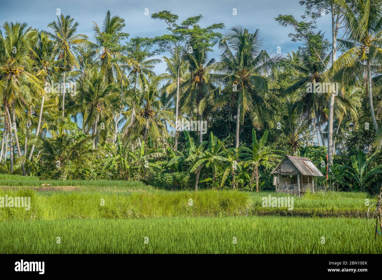 Balinese Resort with large trees and rustic buildings Stock Photo - Alamy