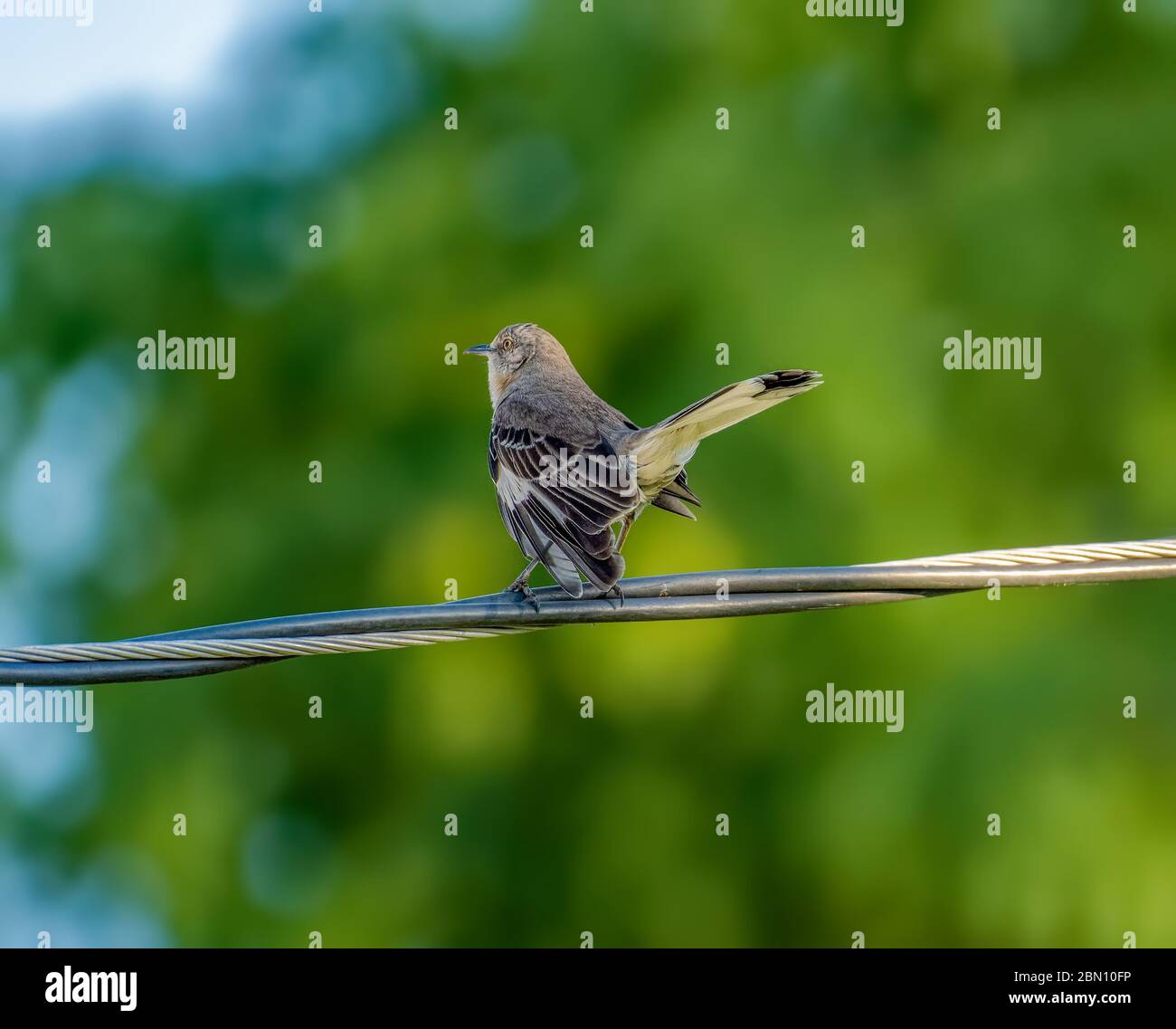 Mockingbird in flight hi-res stock photography and images - Alamy
