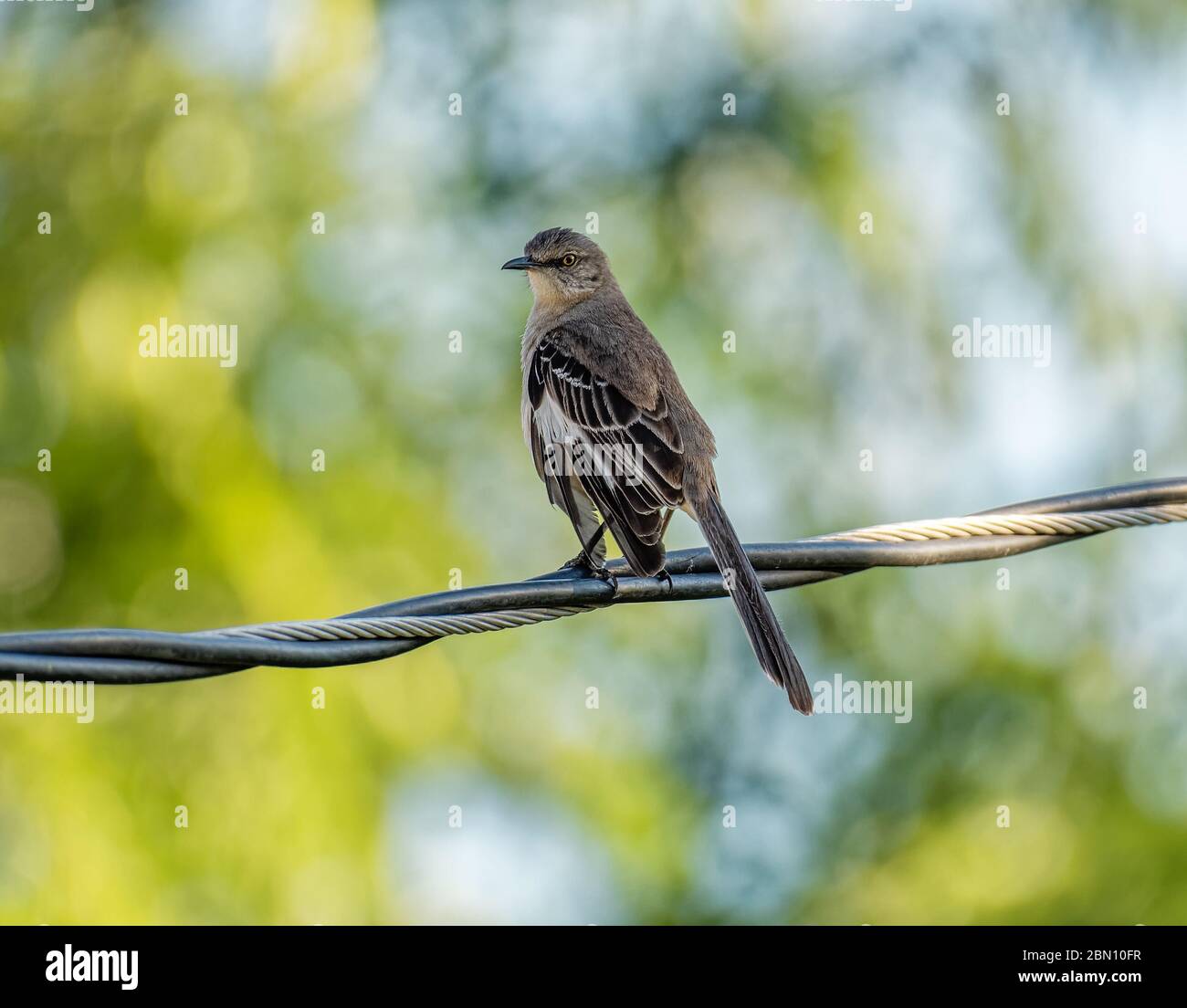 Mockingbird in flight hi-res stock photography and images - Alamy