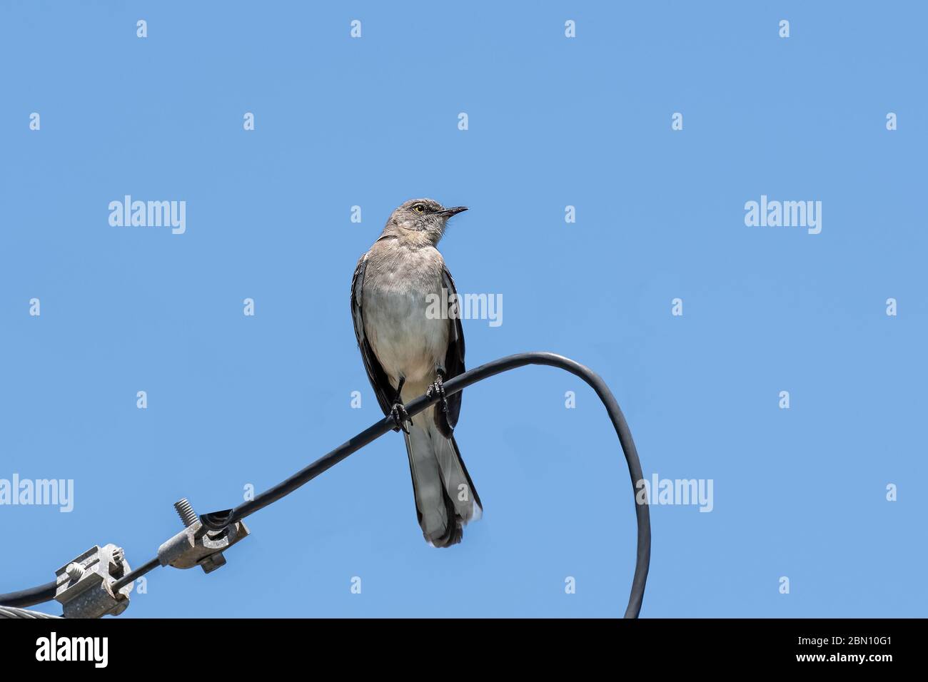 Mockingbird in flight hi-res stock photography and images - Alamy