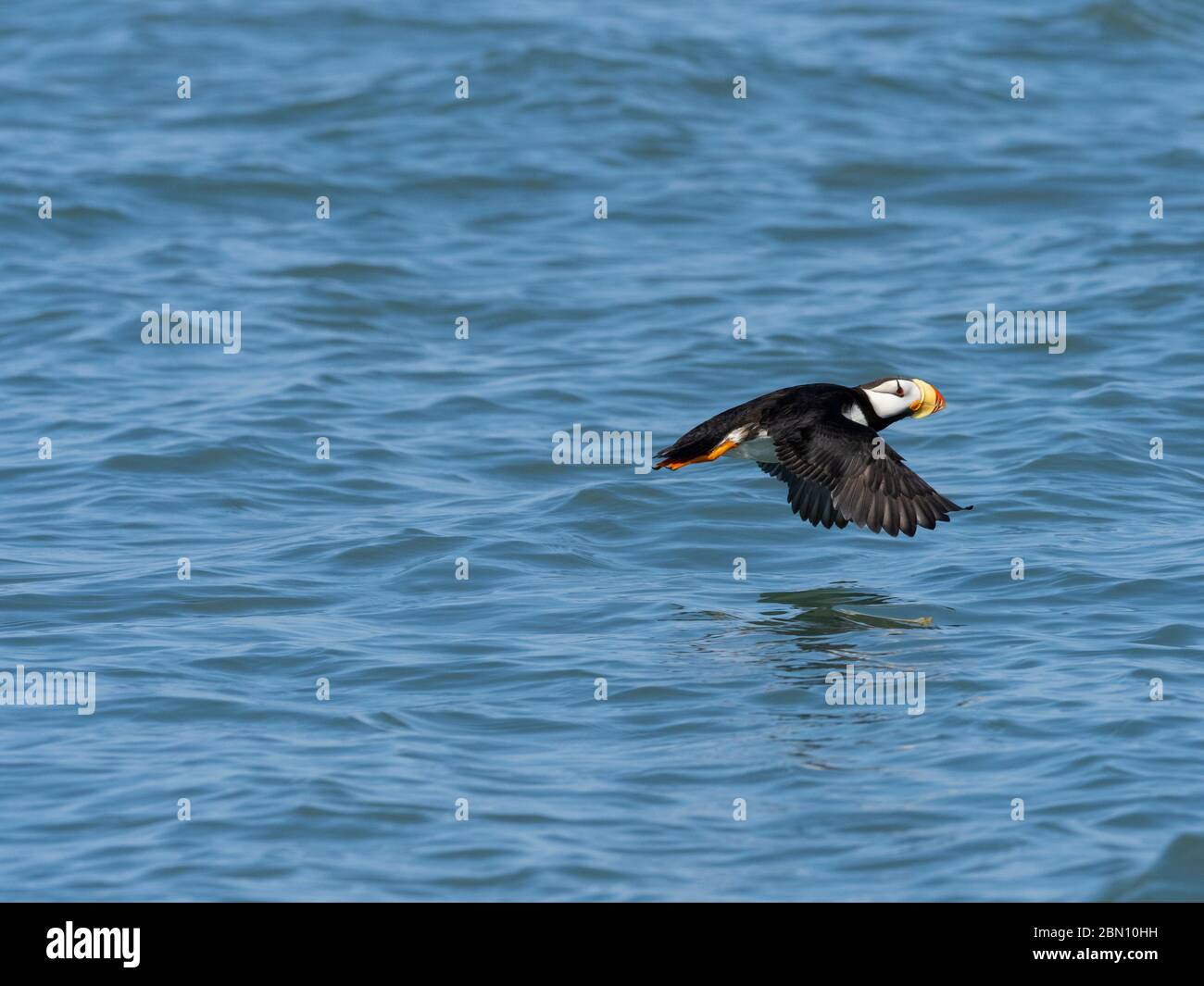 Horned Puffin in flight, Lake Clark National Park, Alaska Stock Photo ...