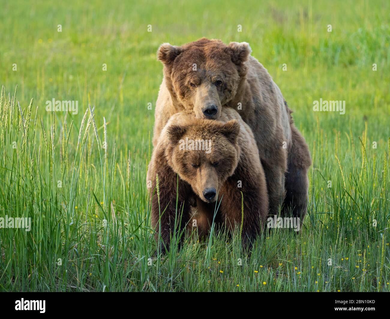 Brown / Grizzly Bear, Lake Clark National Park, Alaska Stock Photo - Alamy