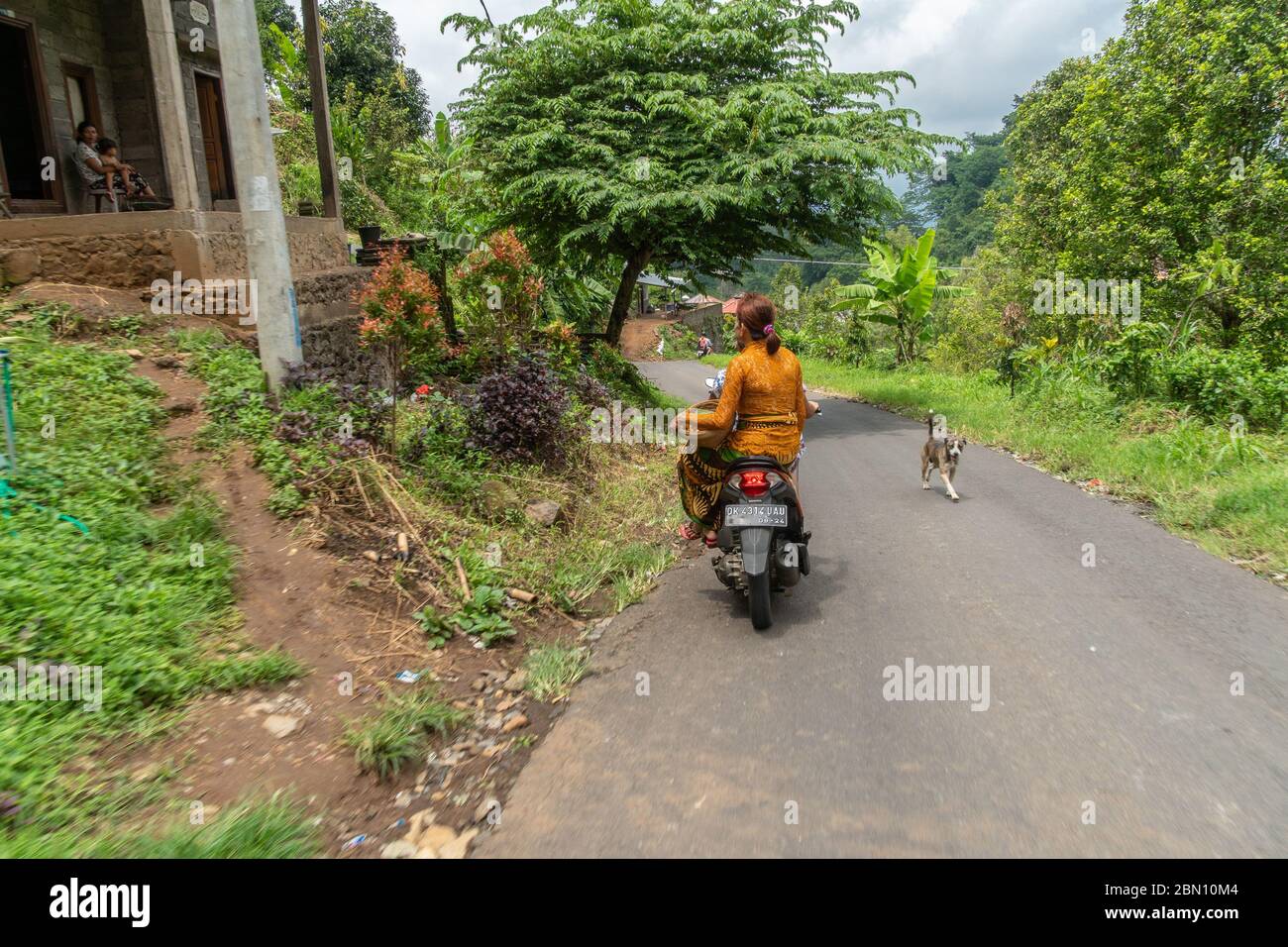 Balinese Women Riding on a Scooter in Rural Village in Indonesia Stock ...