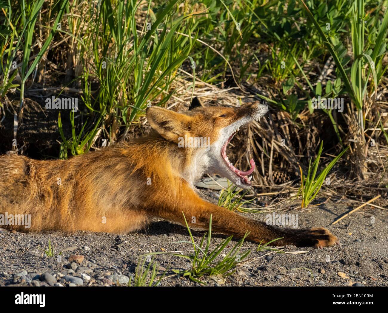 Red fox habitat photo hi-res stock photography and images - Alamy