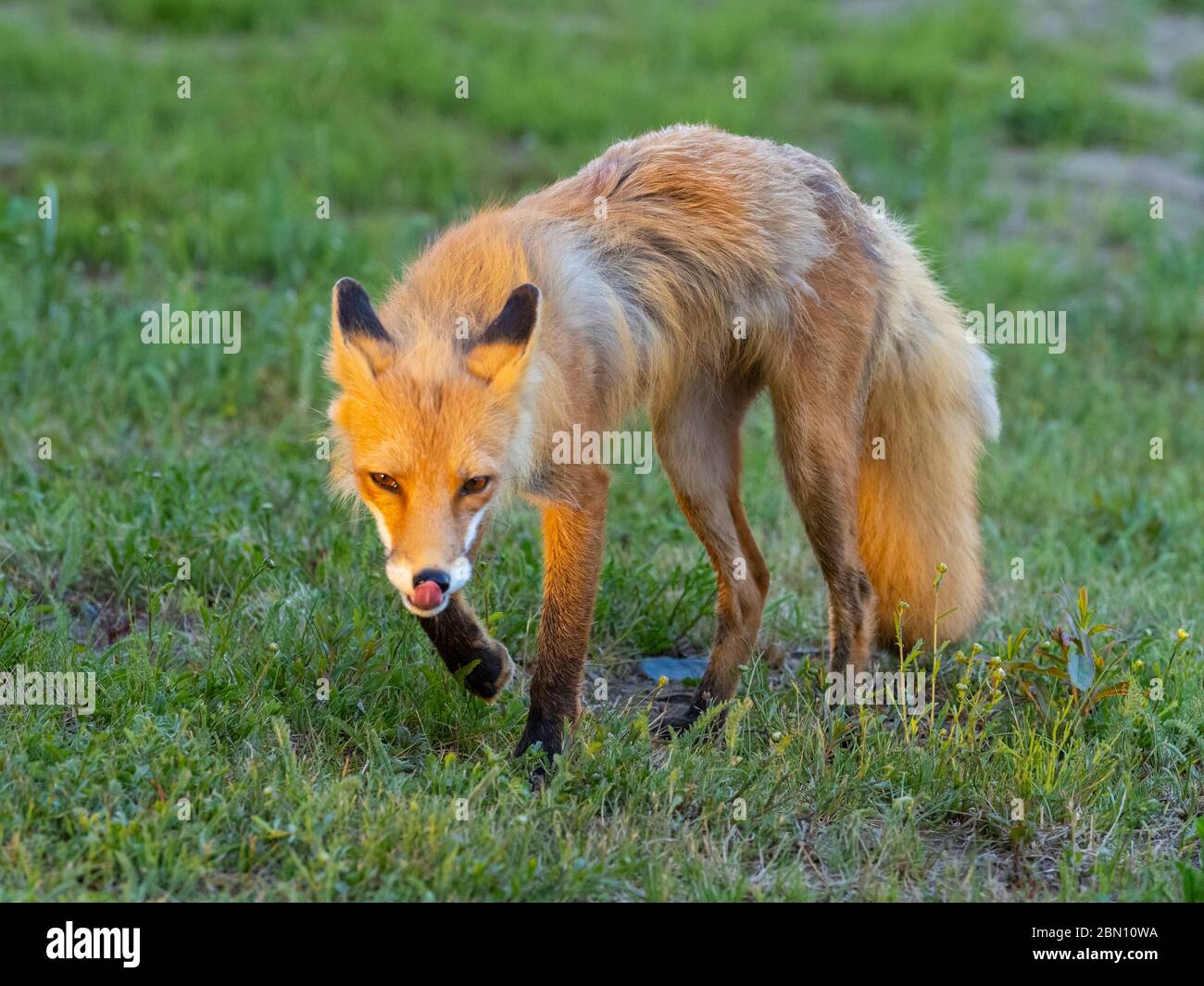 Red fox habitat hi-res stock photography and images - Alamy