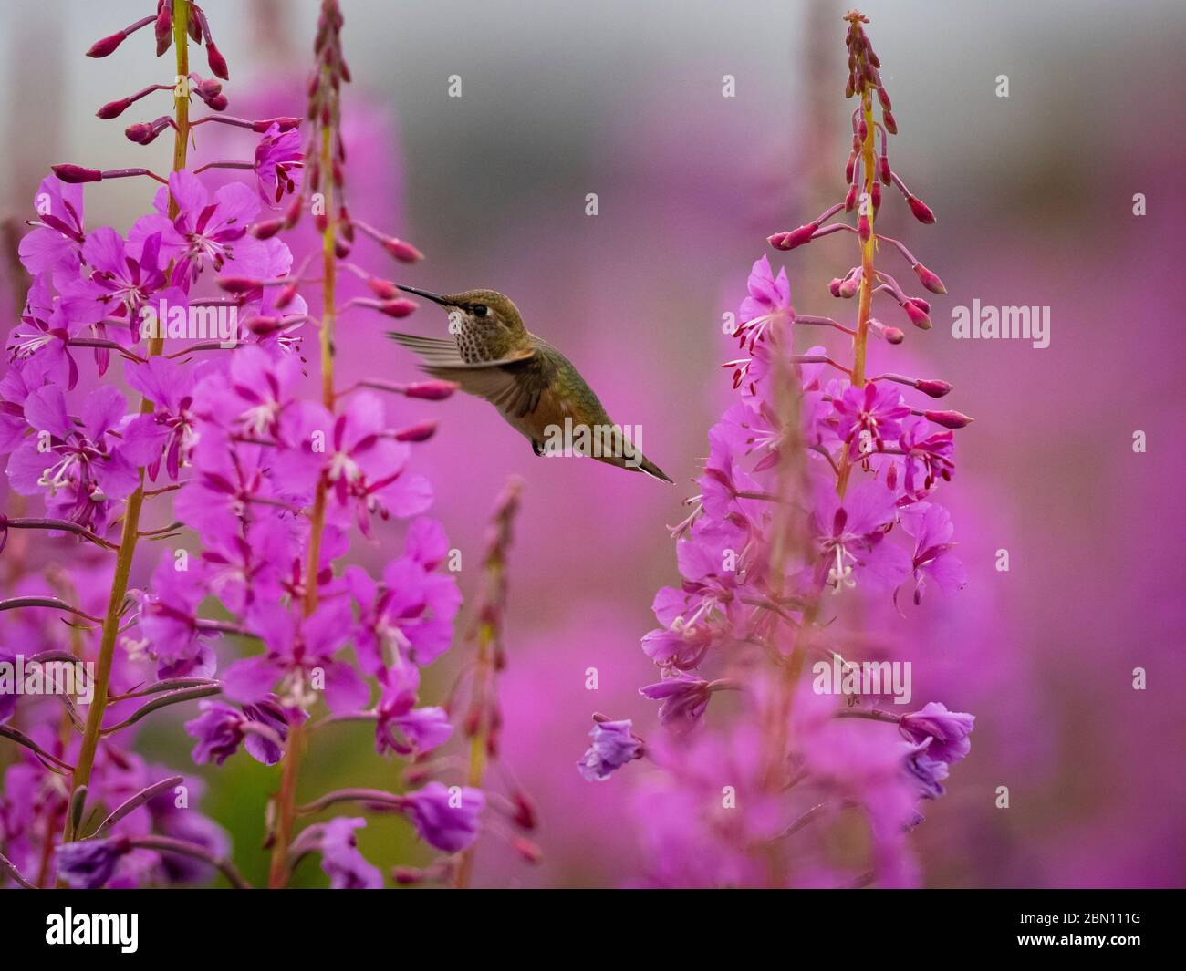 Rufous Hummingbird, Fireweed field, Tracy Arm, Tongass National Forest ...