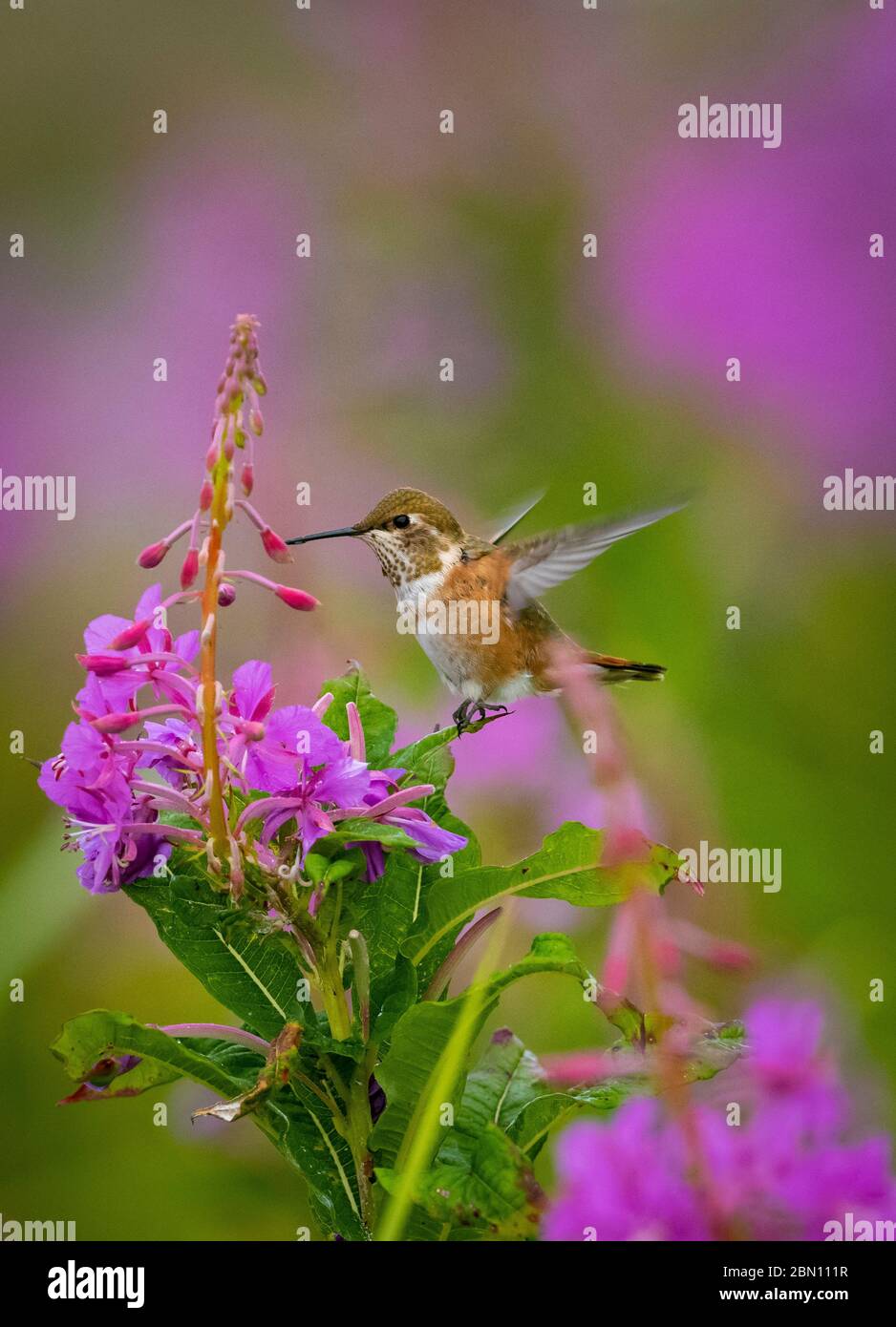 Rufous Hummingbird, Fireweed field, Tracy Arm, Tongass National Forest ...
